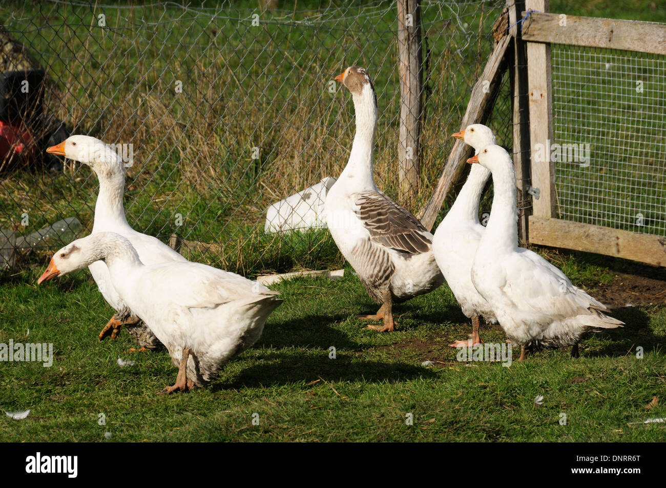 5 White geese walking together Stock Photo - Alamy
