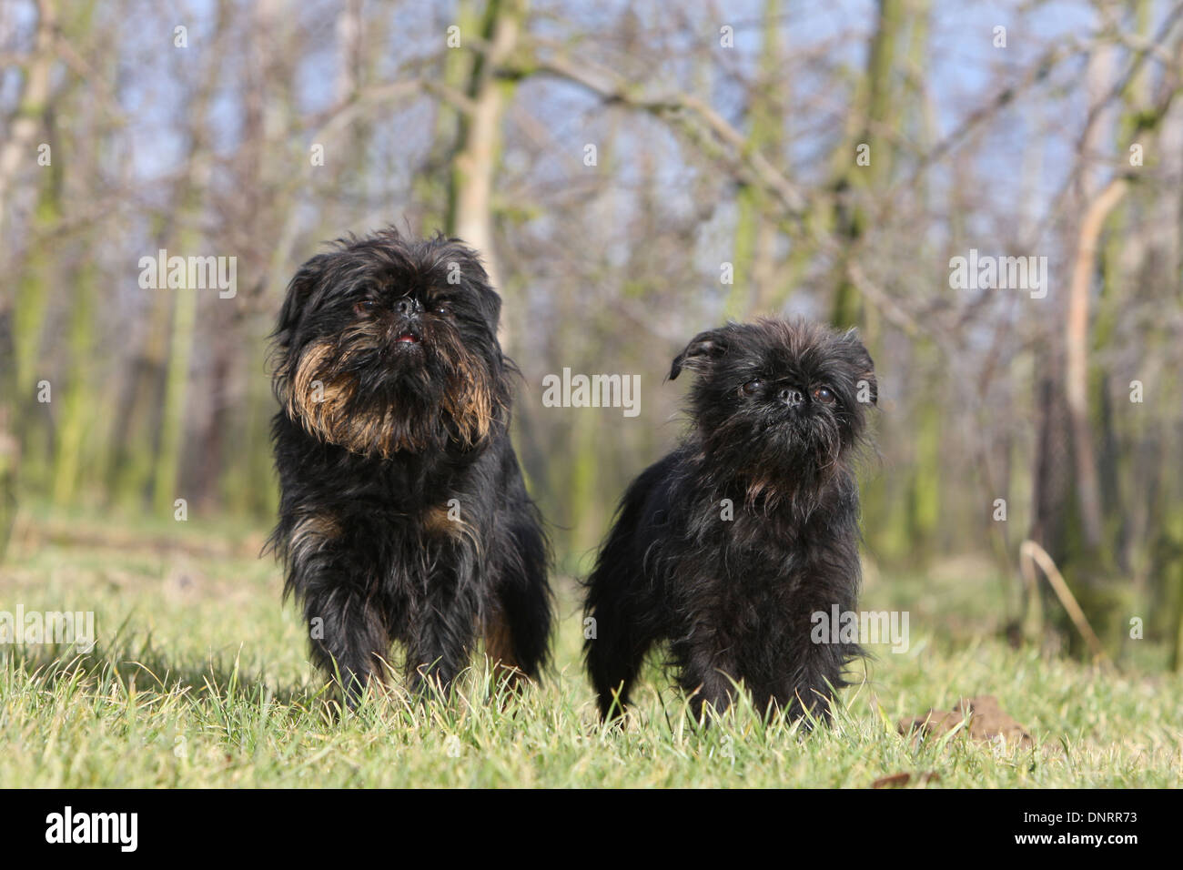 dog Belgian Griffon / Griffon Belge / Belgium Griffon two adults ...