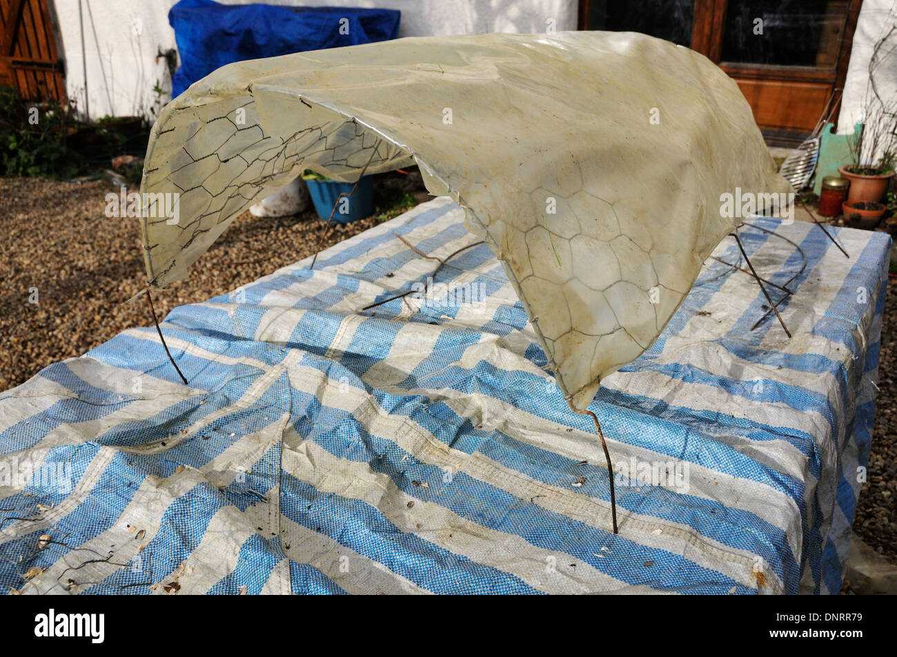 Plastic cloche hi-res stock photography and images - Alamy