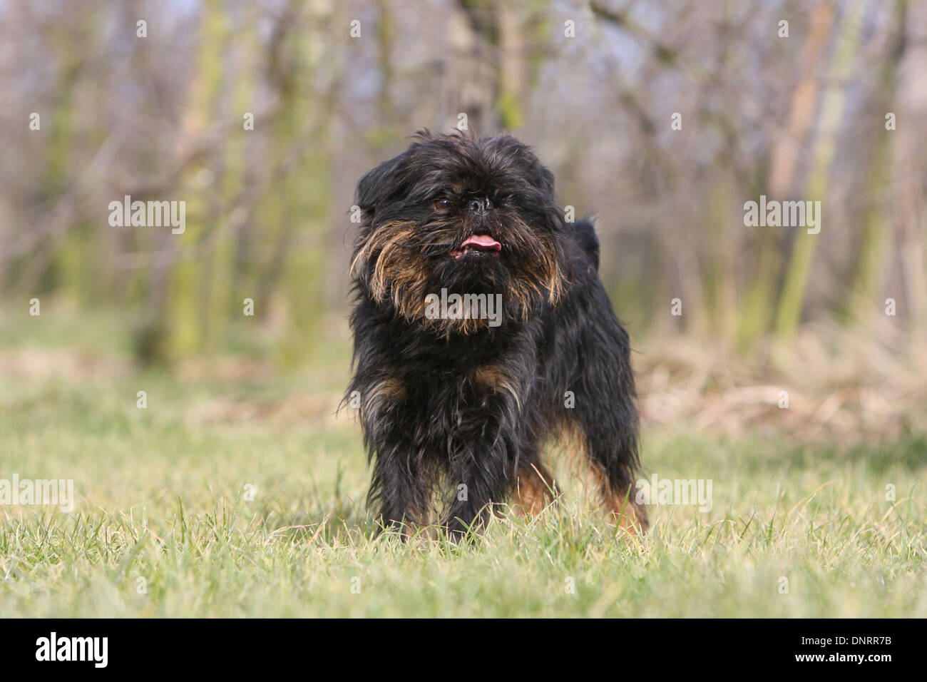 Purebred griffons hi-res stock photography and images - Alamy