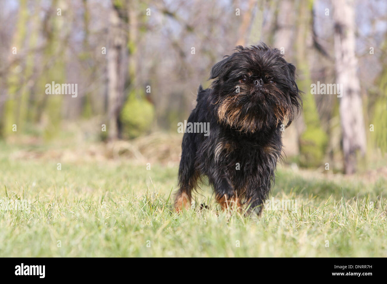Purebred griffons hi-res stock photography and images - Alamy