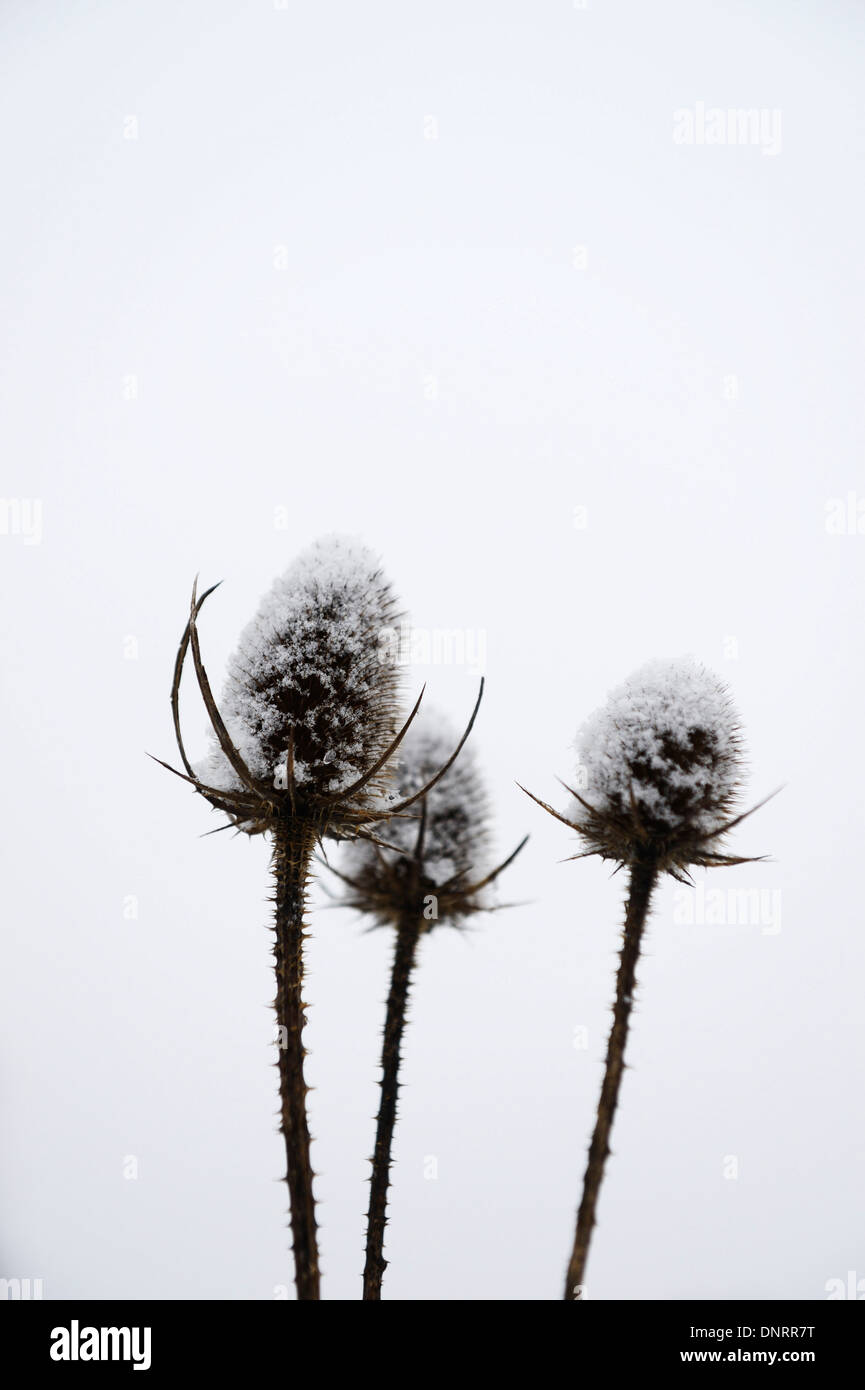 Snow covered teasel hi-res stock photography and images - Alamy