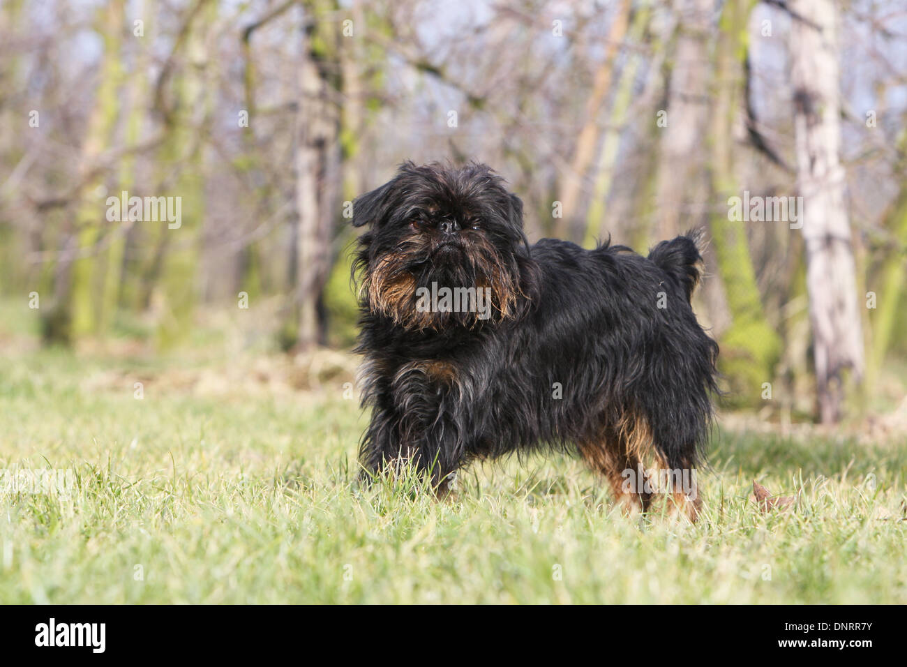 Griffonnetje hi-res stock photography and images - Alamy