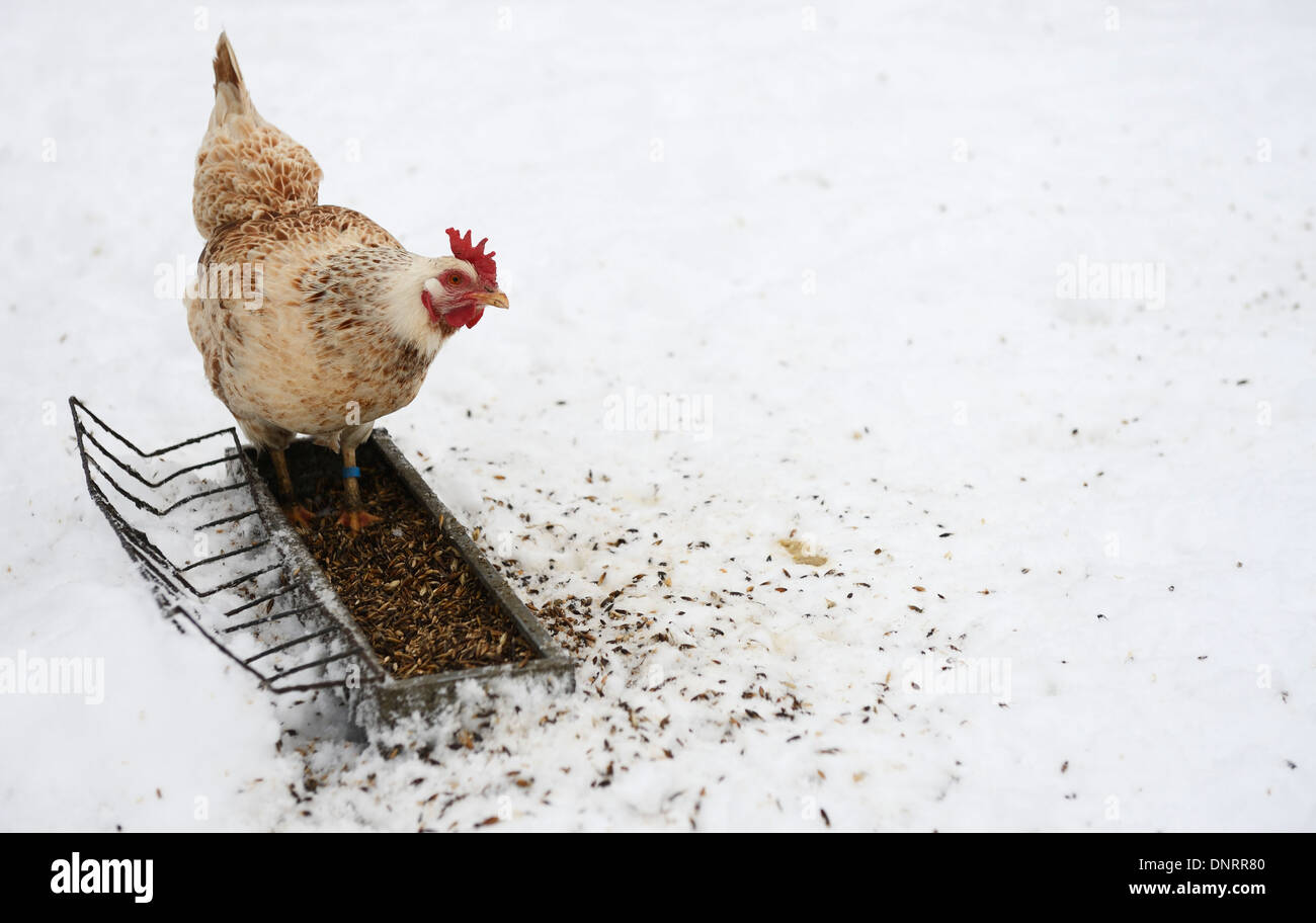 Chicken feed corn hi-res stock photography and images - Alamy