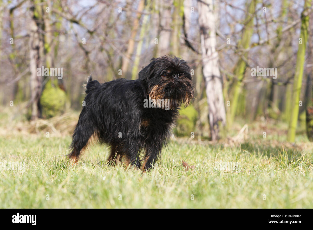 A belgian breed hi-res stock photography and images - Alamy