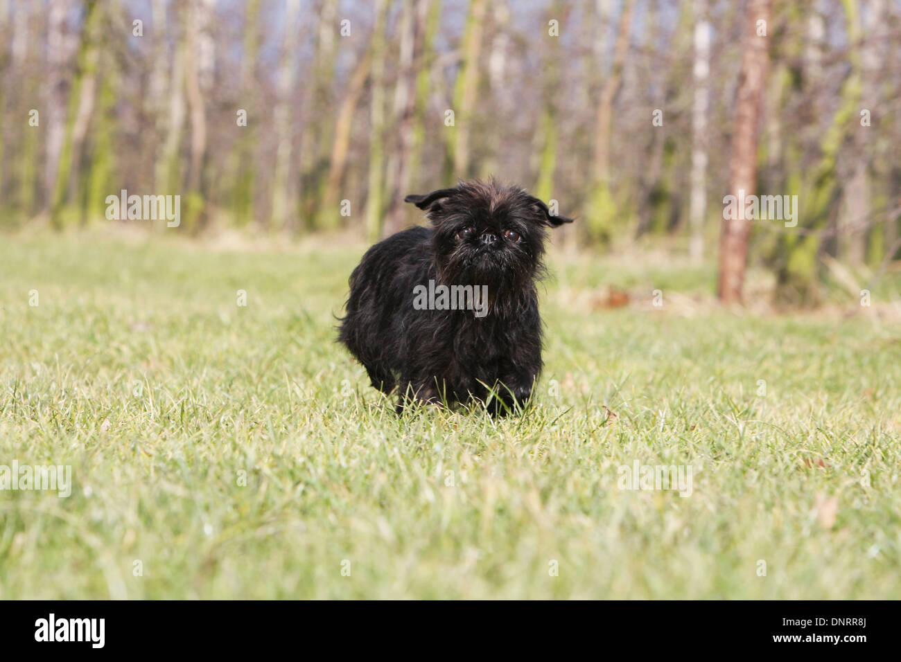 Brussels griffons hi-res stock photography and images - Alamy