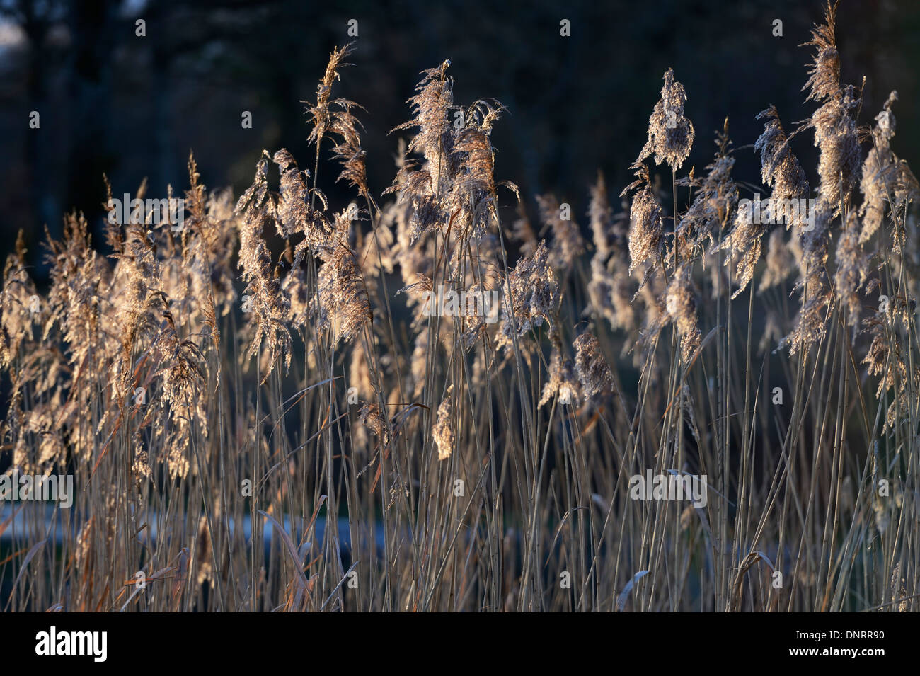Grasses glow in the evening light hi-res stock photography and images ...