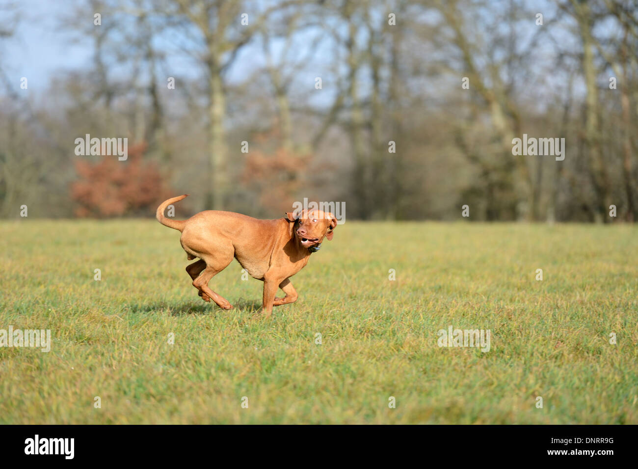Running hungarian vizsla hi-res stock photography and images - Alamy