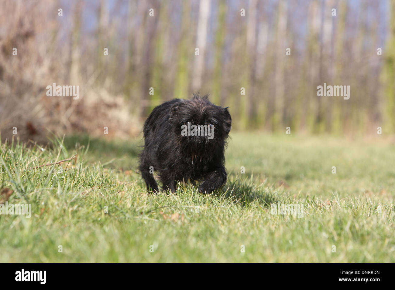 dog Belgian Griffon / Griffon Belge / Belgium Griffon adult walking in ...