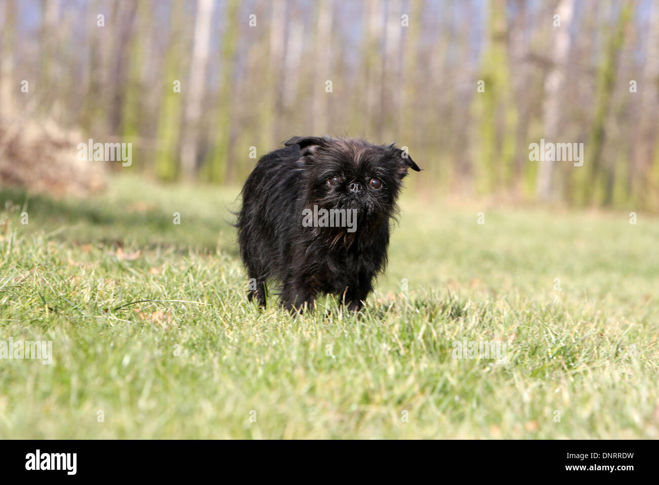 dog Belgian Griffon / Griffon Belge / Belgium Griffon adult standing in ...