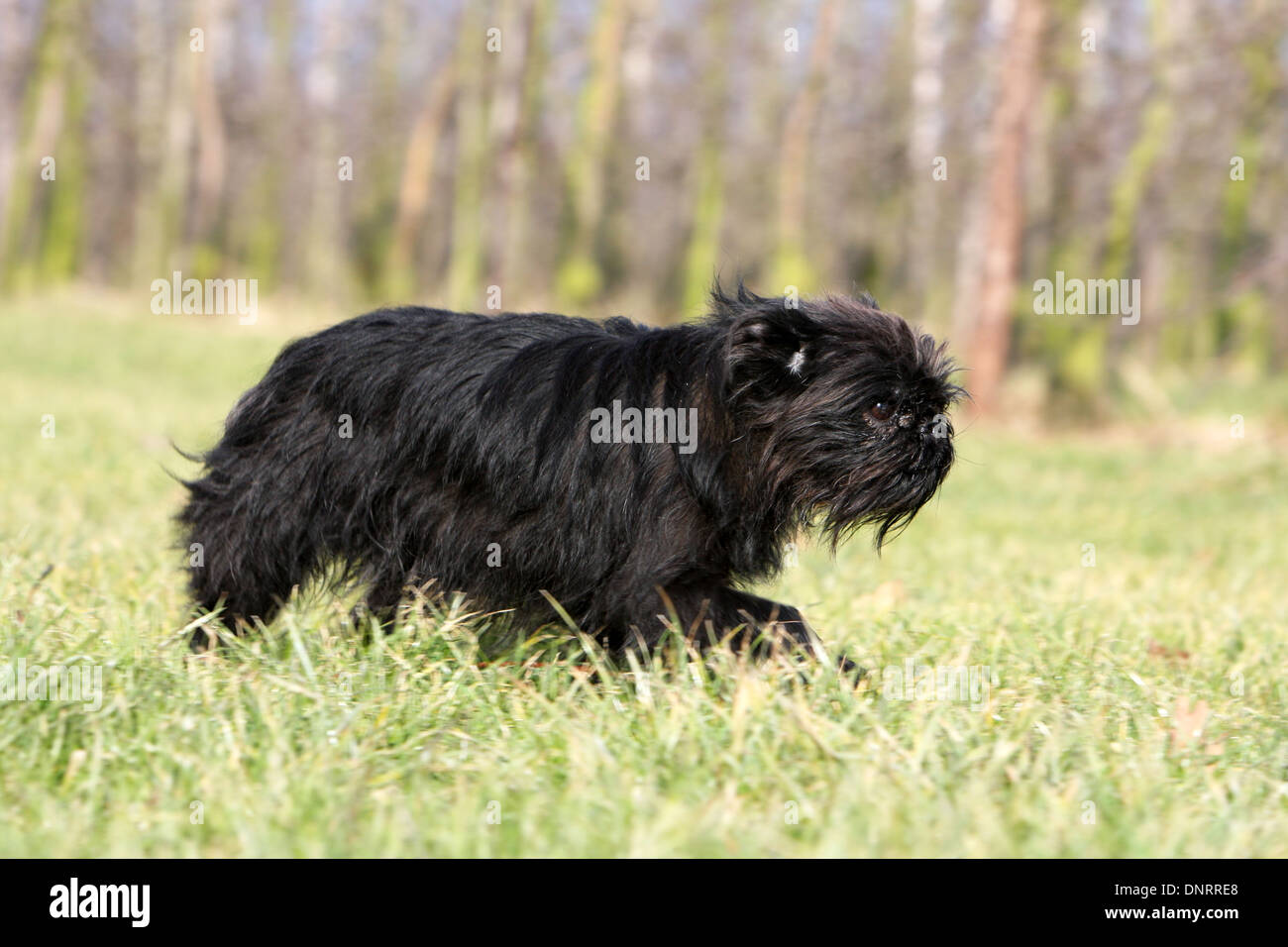 dog Belgian Griffon / Griffon Belge / Belgium Griffon adult running in ...