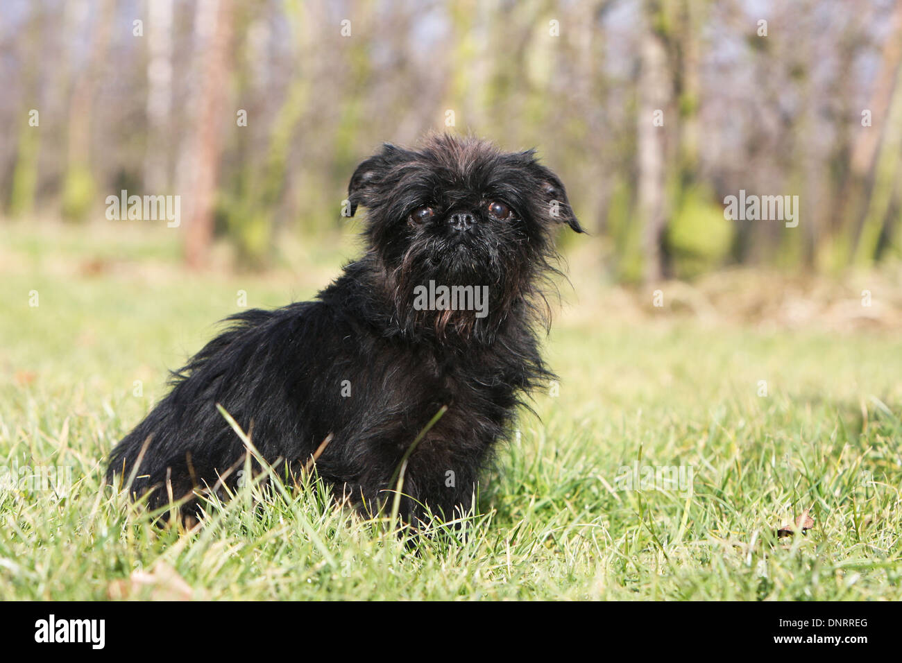 dog Belgian Griffon / Griffon Belge / Belgium Griffon adult sitting in ...