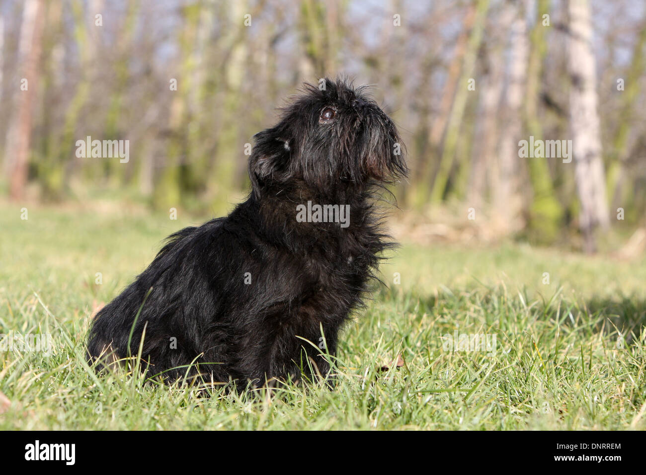 dog Belgian Griffon / Griffon Belge / Belgium Griffon adult sitting in ...