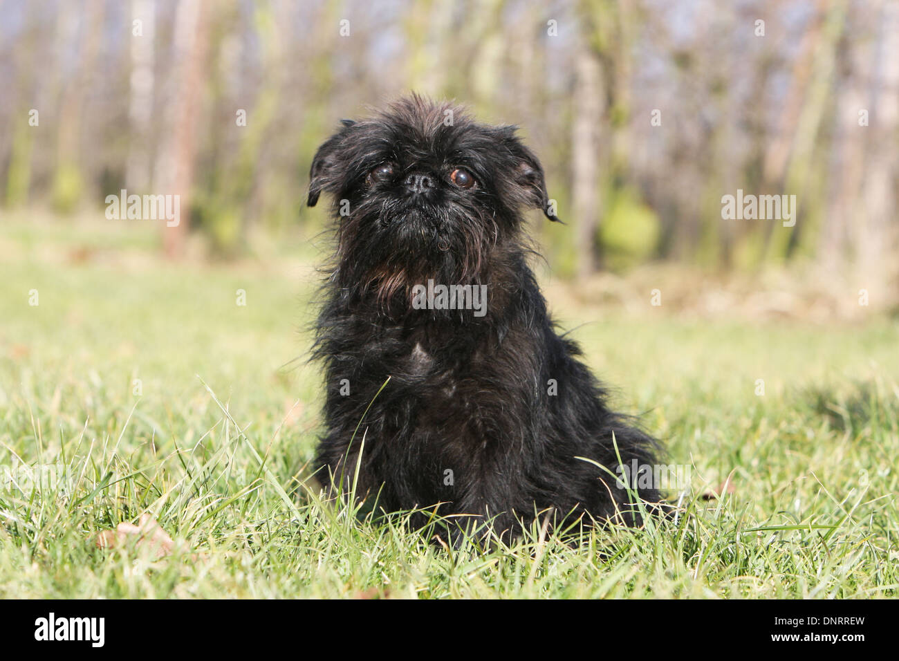 dog Belgian Griffon / Griffon Belge / Belgium Griffon adult sitting in ...