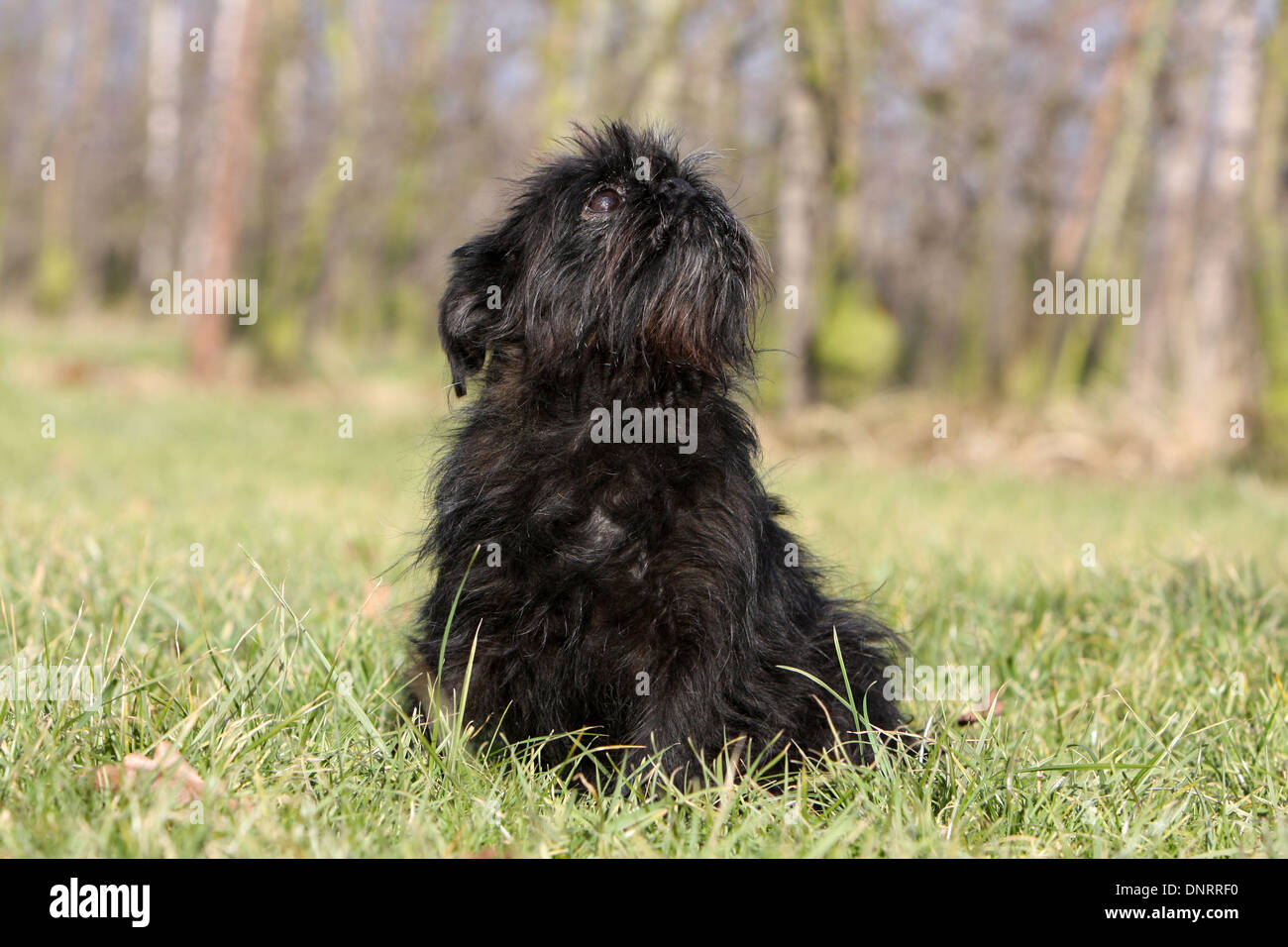dog Belgian Griffon / Griffon Belge / Belgium Griffon adult sitting in ...