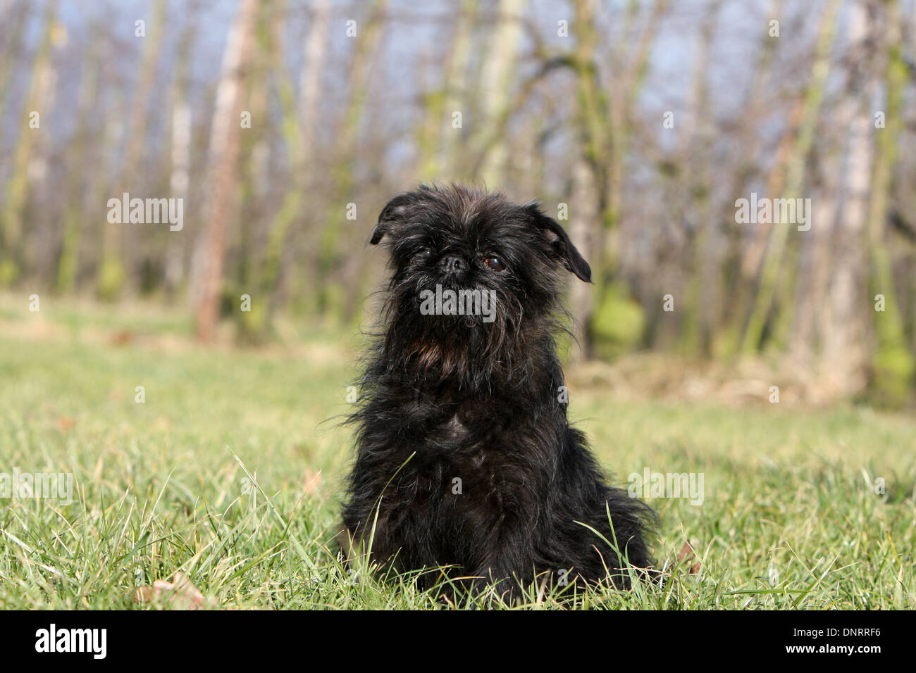 dog Belgian Griffon / Griffon Belge / Belgium Griffon adult sitting in ...