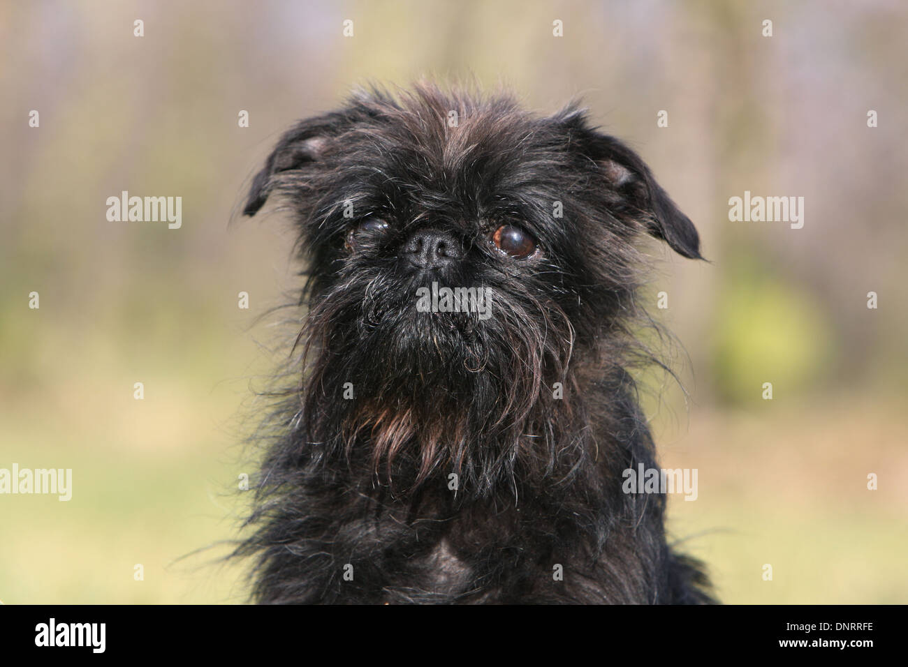 Group belge hi-res stock photography and images - Alamy
