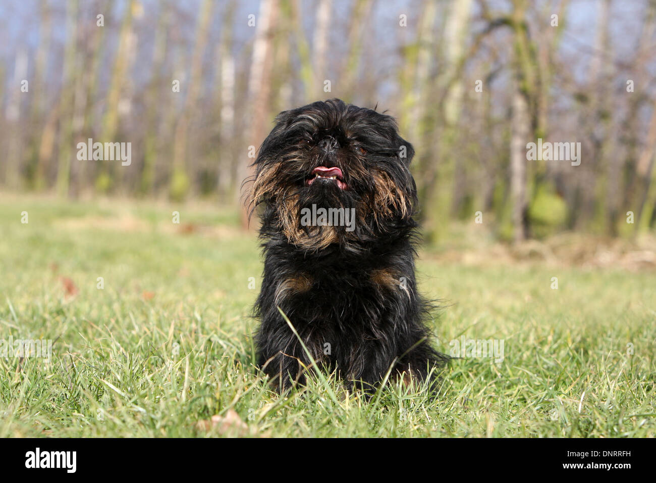 dog Belgian Griffon / Griffon Belge / Belgium Griffon adult sitting in ...
