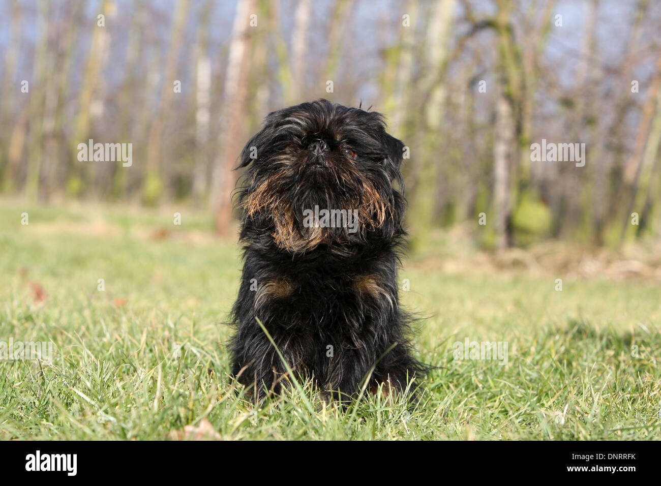 dog Belgian Griffon / Griffon Belge / Belgium Griffon adult sitting in ...
