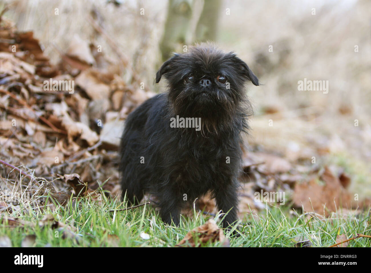 Griffonnetje hi-res stock photography and images - Alamy
