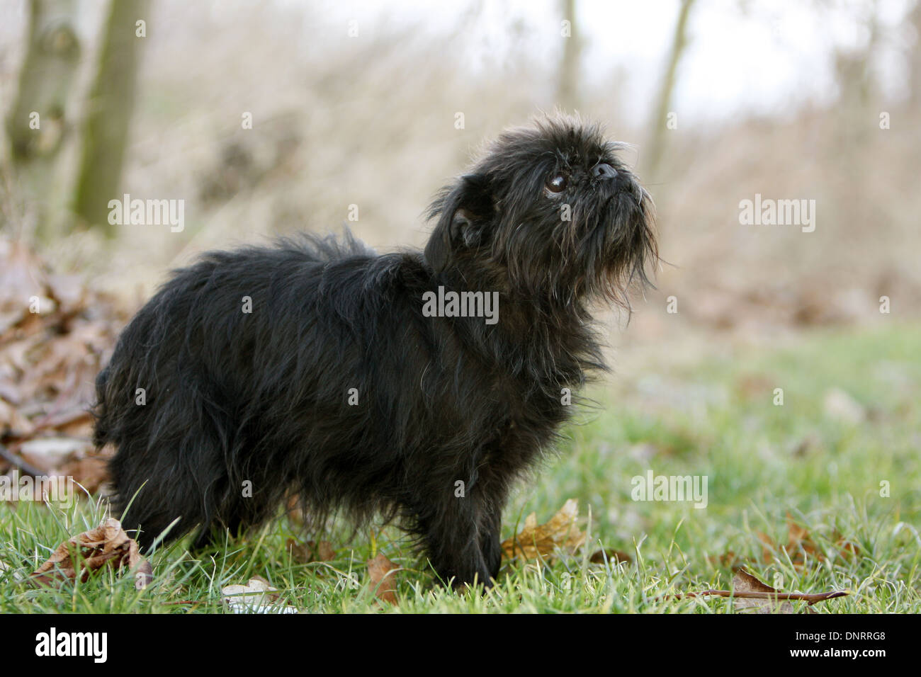 Purebred griffons hi-res stock photography and images - Alamy