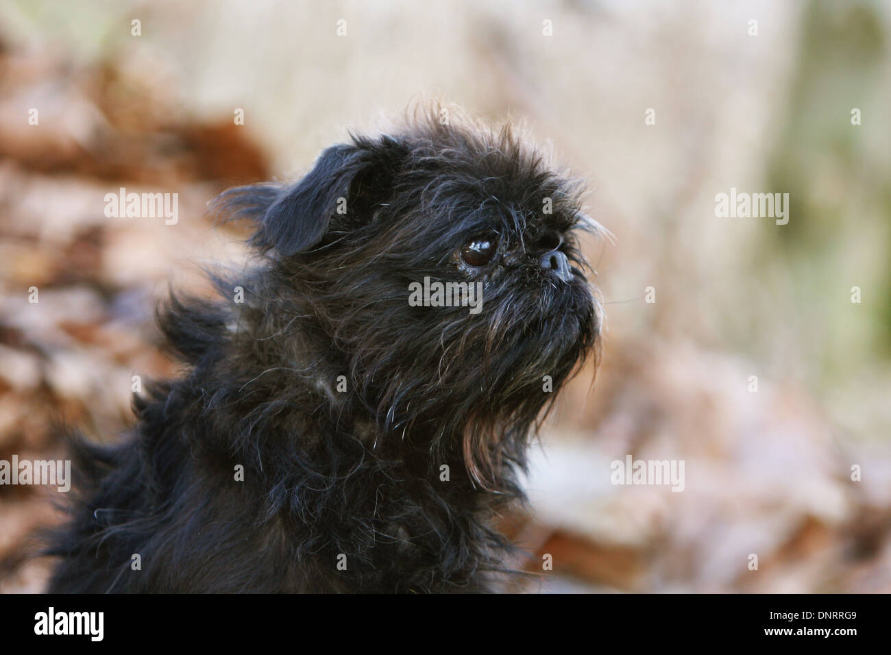 Purebred griffons hi-res stock photography and images - Alamy