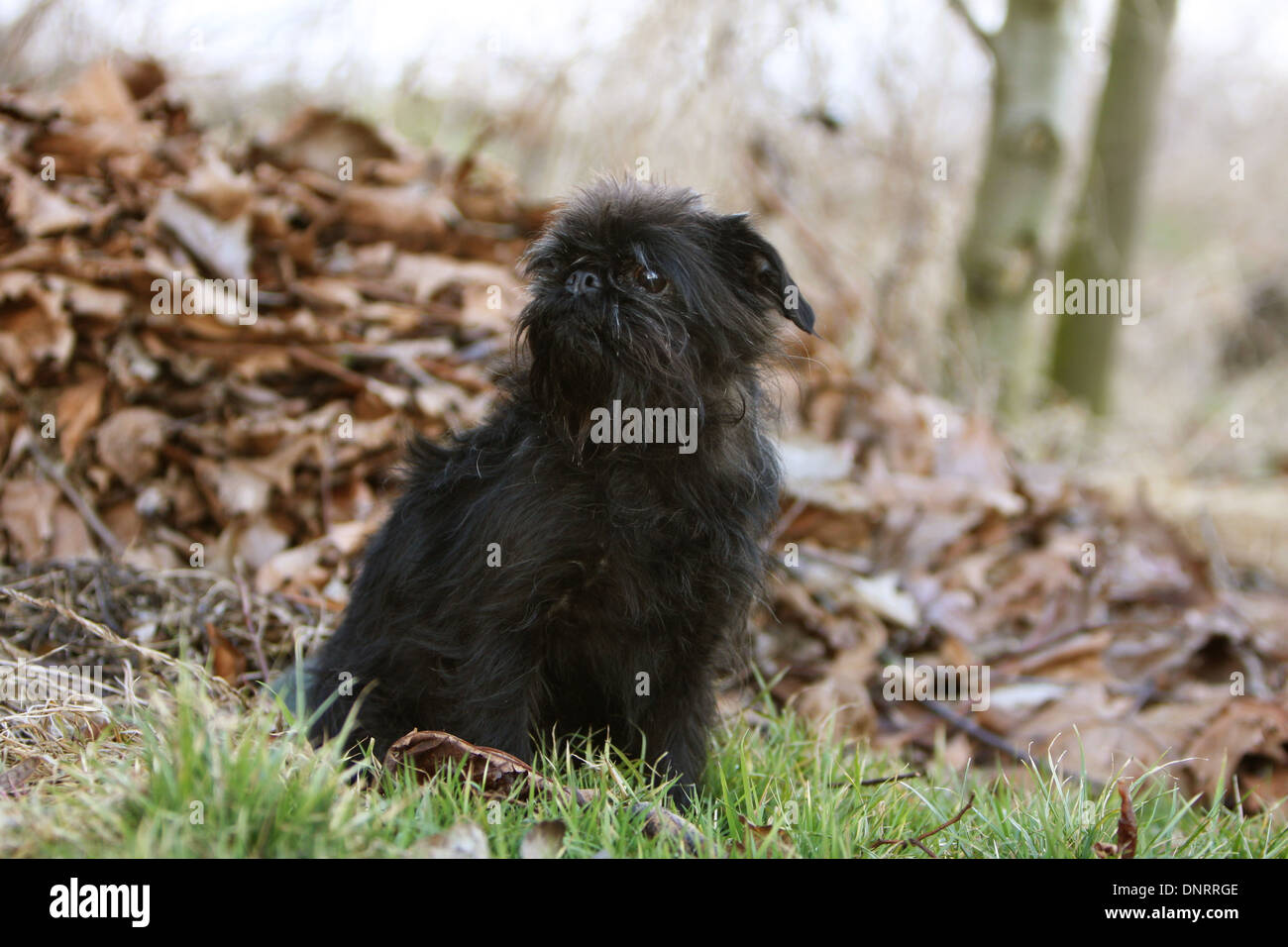 Griffonnetje hi-res stock photography and images - Alamy