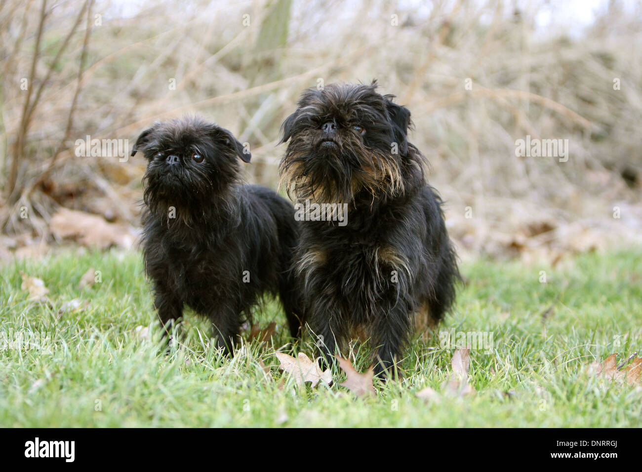 dog Belgian Griffon / Griffon Belge / Belgium Griffon two adults ...