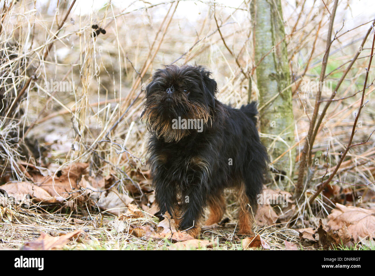 Griffonnetje hi-res stock photography and images - Alamy