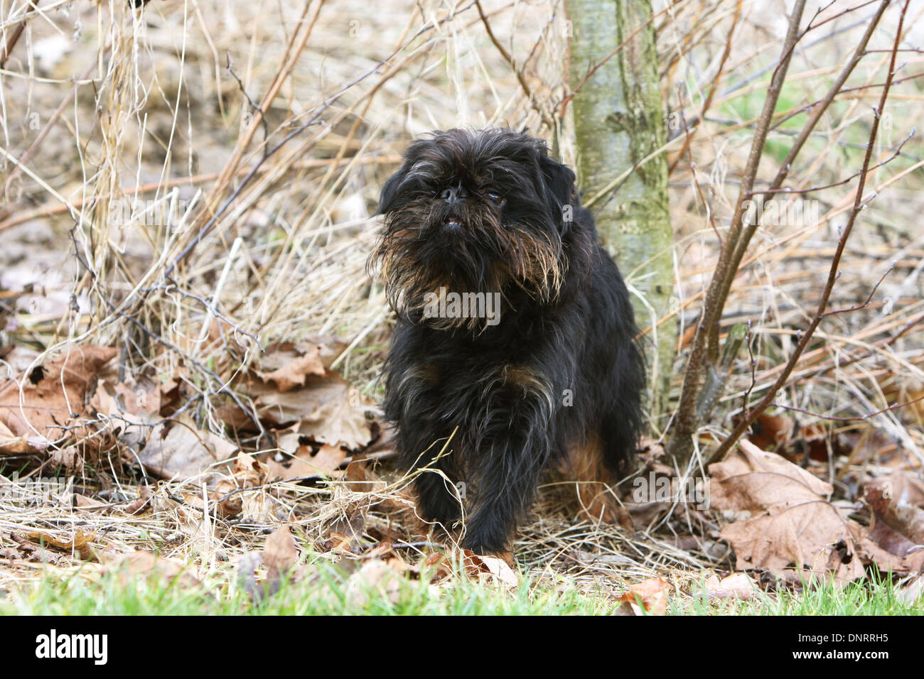 Griffonnetje hi-res stock photography and images - Alamy