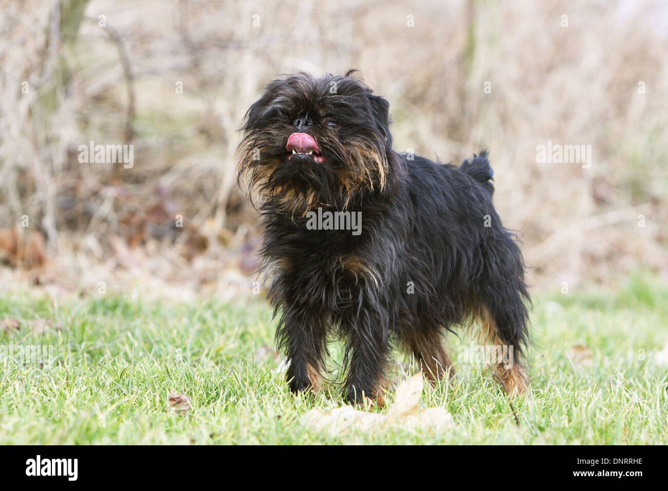 Griffonnetje hi-res stock photography and images - Alamy