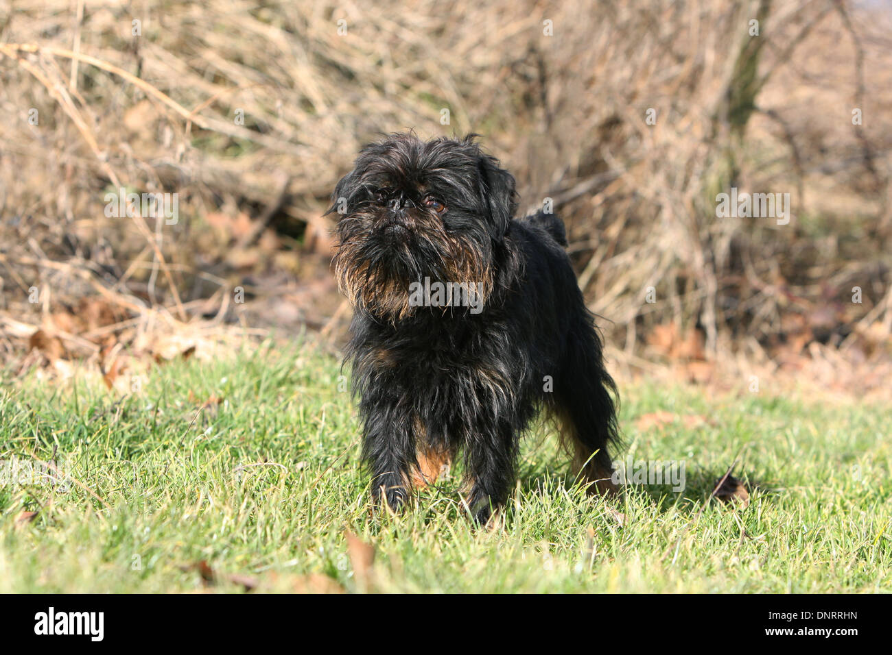 Griffonnetje hi-res stock photography and images - Alamy