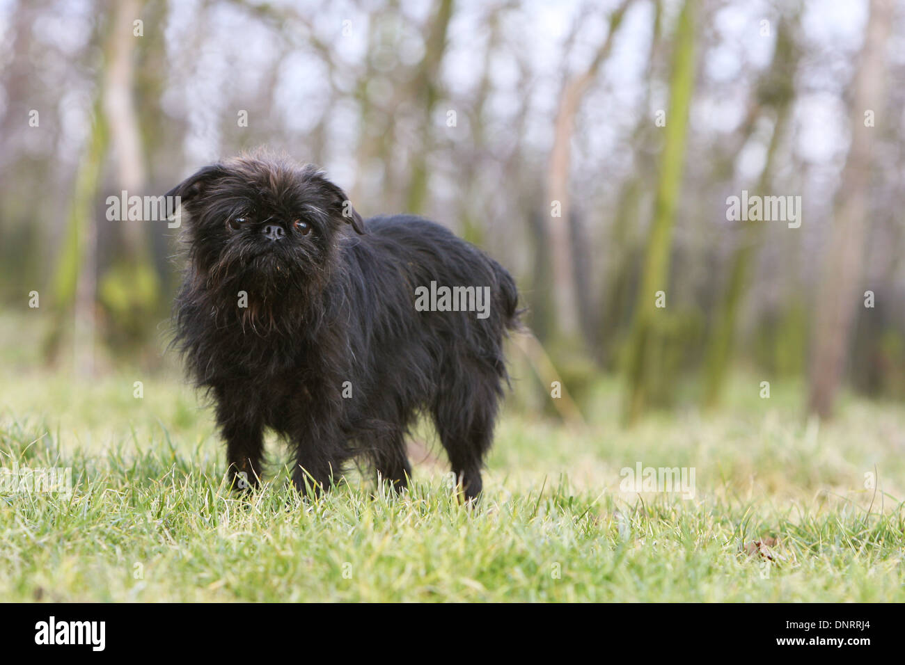 Griffonnetje hi-res stock photography and images - Alamy