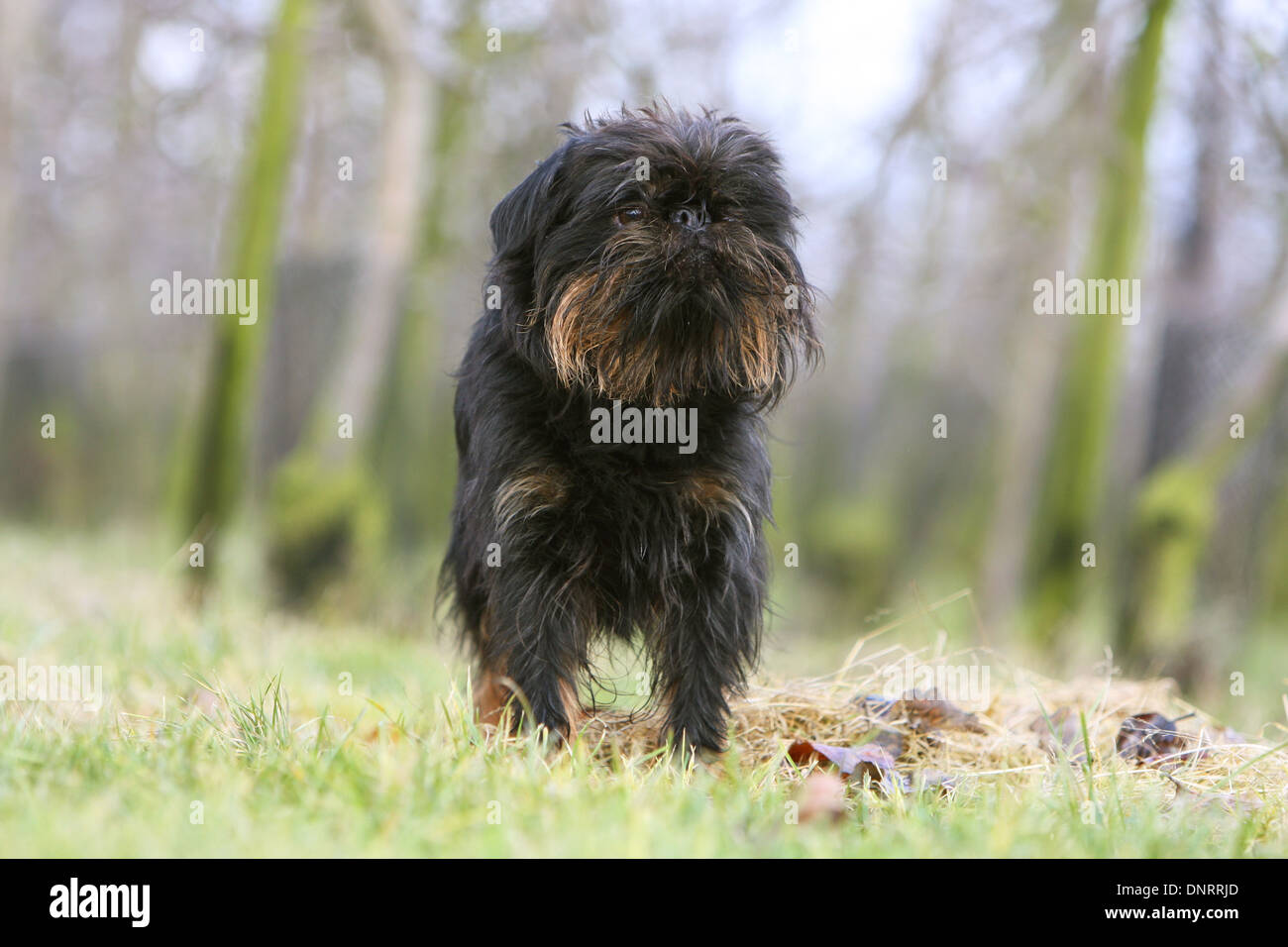 Purebred griffons hi-res stock photography and images - Alamy