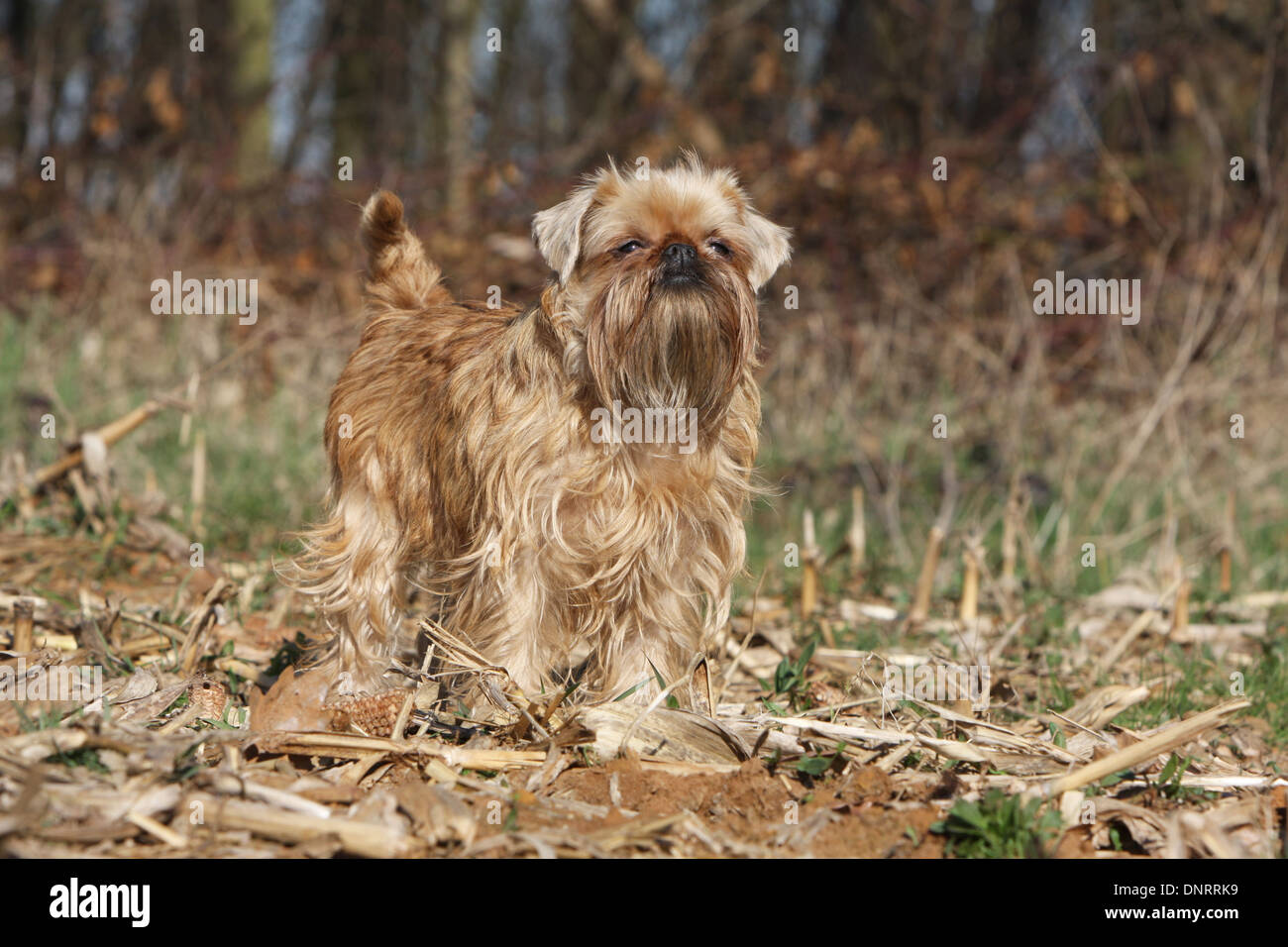 Dead brown dog hi-res stock photography and images - Alamy