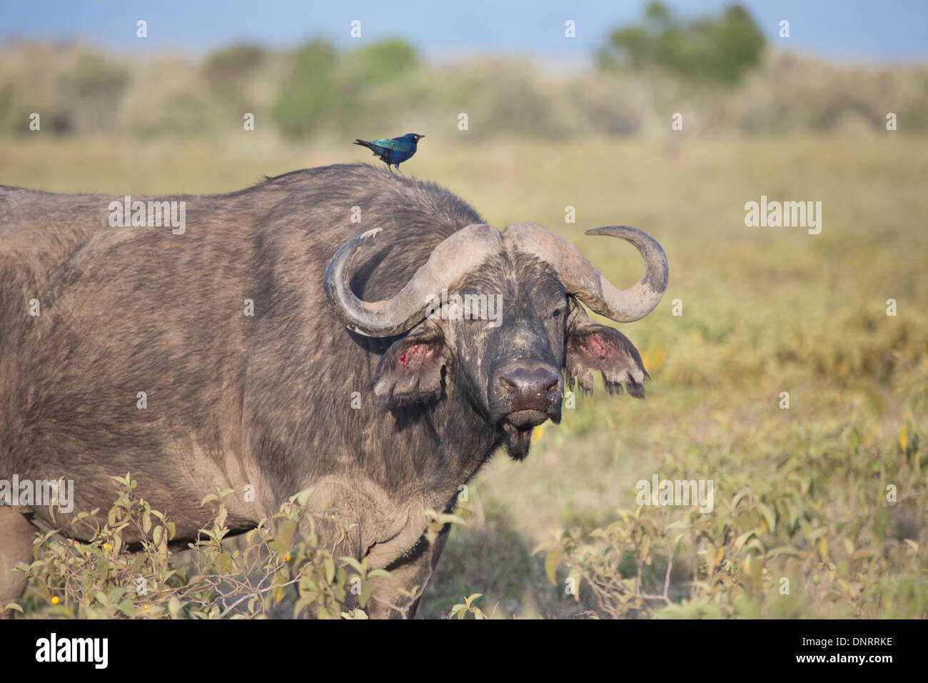 Cape Buffalo and glossy starling in Nakuru National Park, Kenya Stock ...