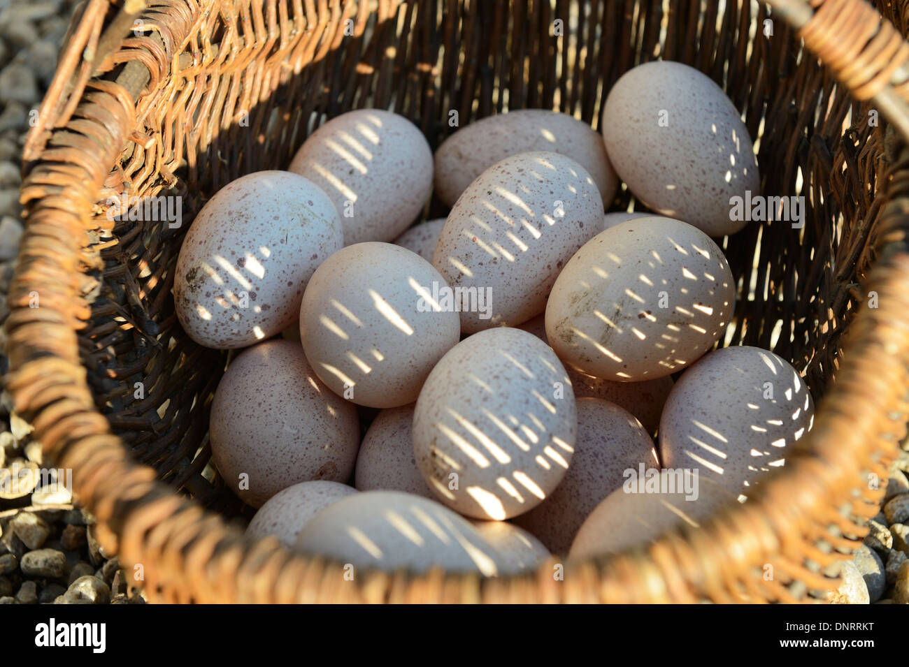Free range eggs in basket hi-res stock photography and images - Alamy