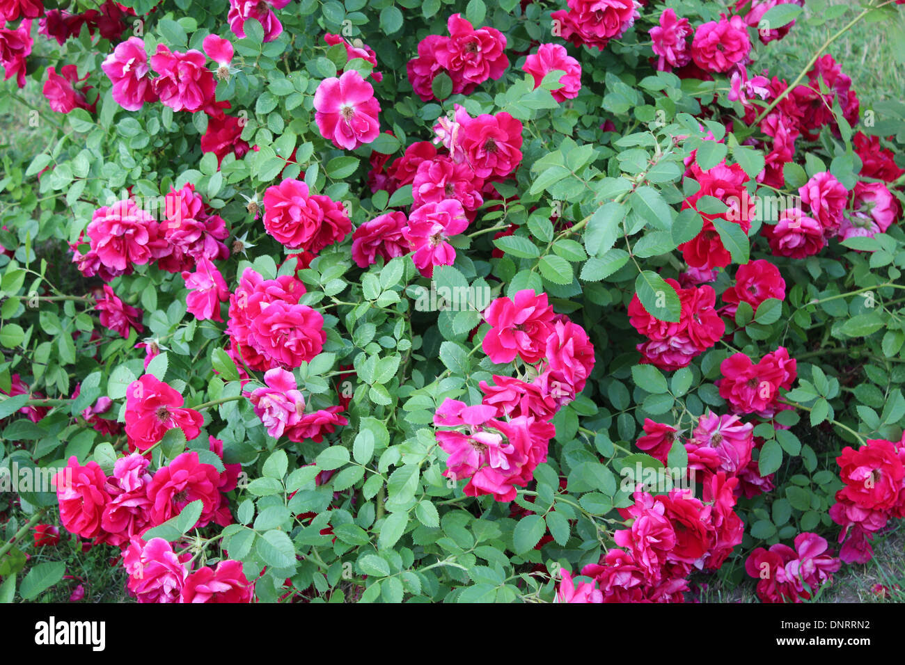 Beautiful thickets hi-res stock photography and images - Alamy