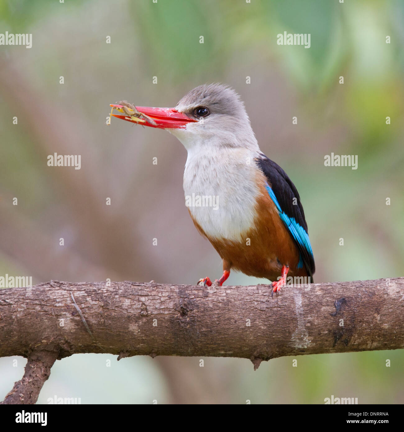 Grey-headed Kingfisher with catch Stock Photo - Alamy