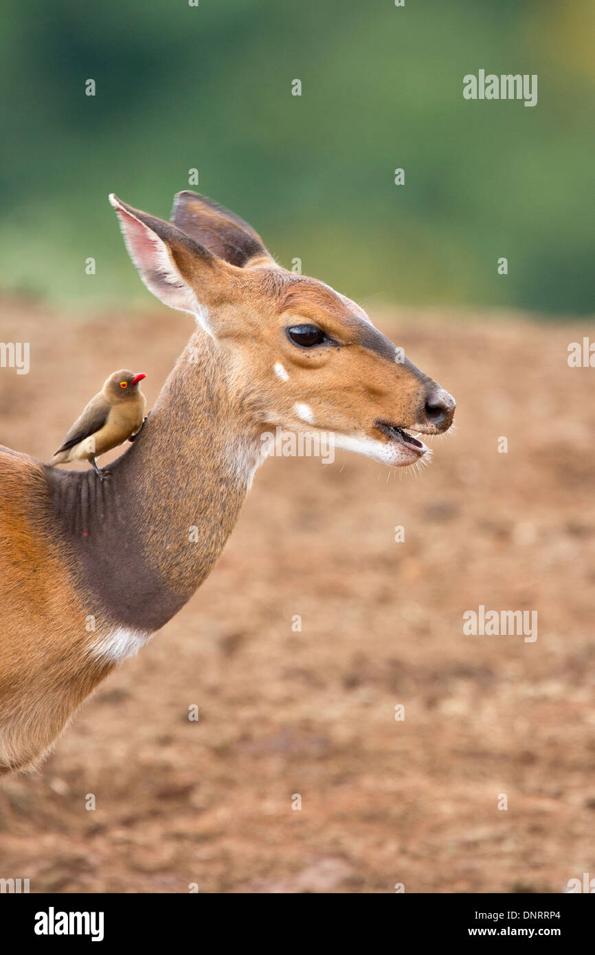 African oxpecker hi-res stock photography and images - Alamy