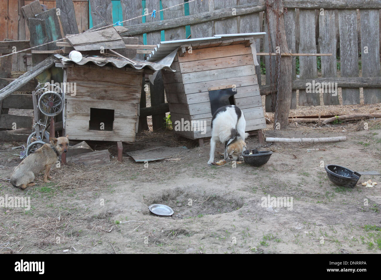 two dogs on the chains eating near the kennels Stock Photo - Alamy