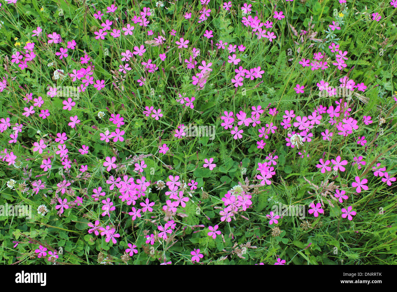 Pink carnation hi-res stock photography and images - Alamy