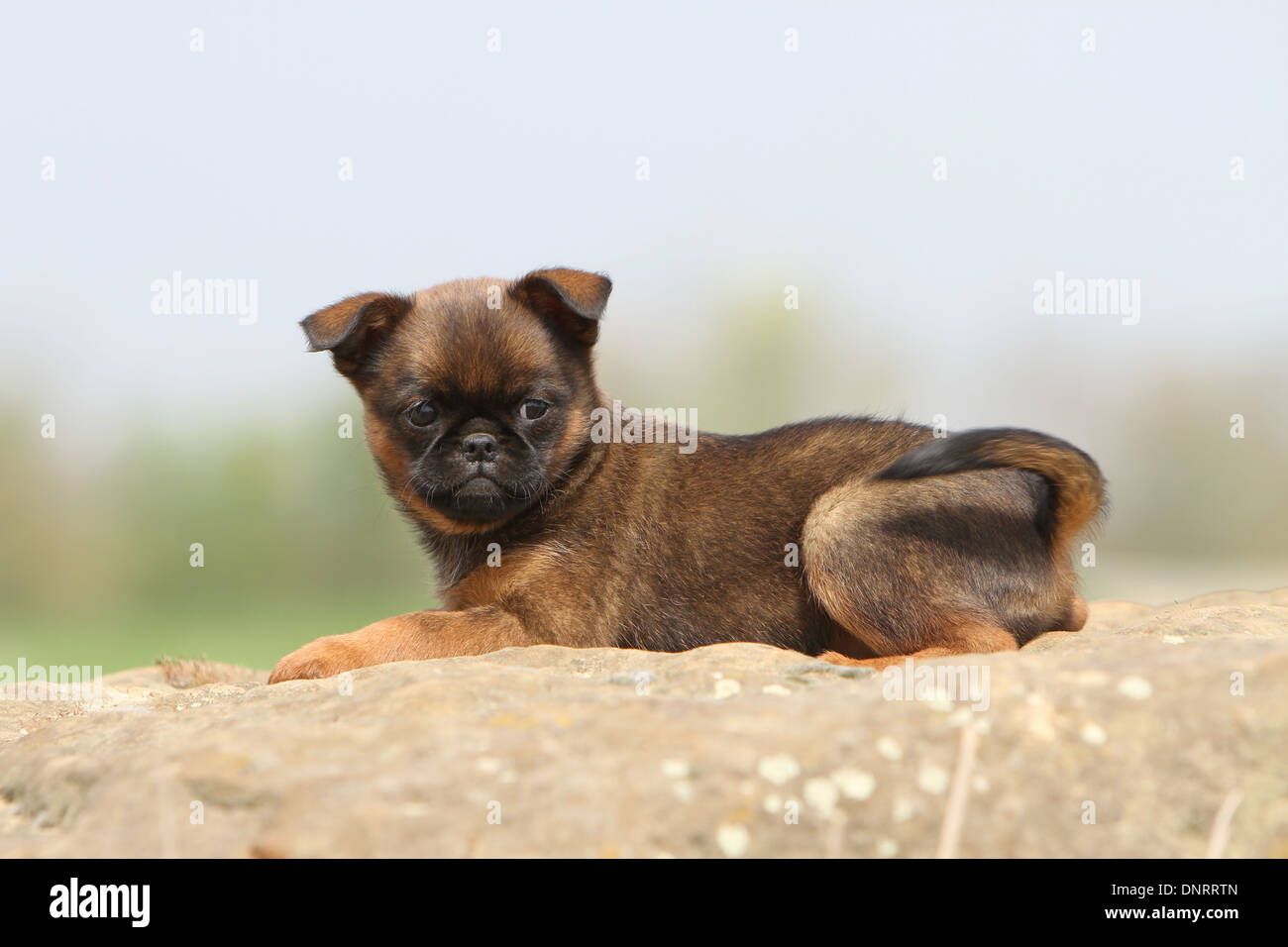 dog petit Brabancon / small Brabant Griffon/ Belgian puppy lying on a ...