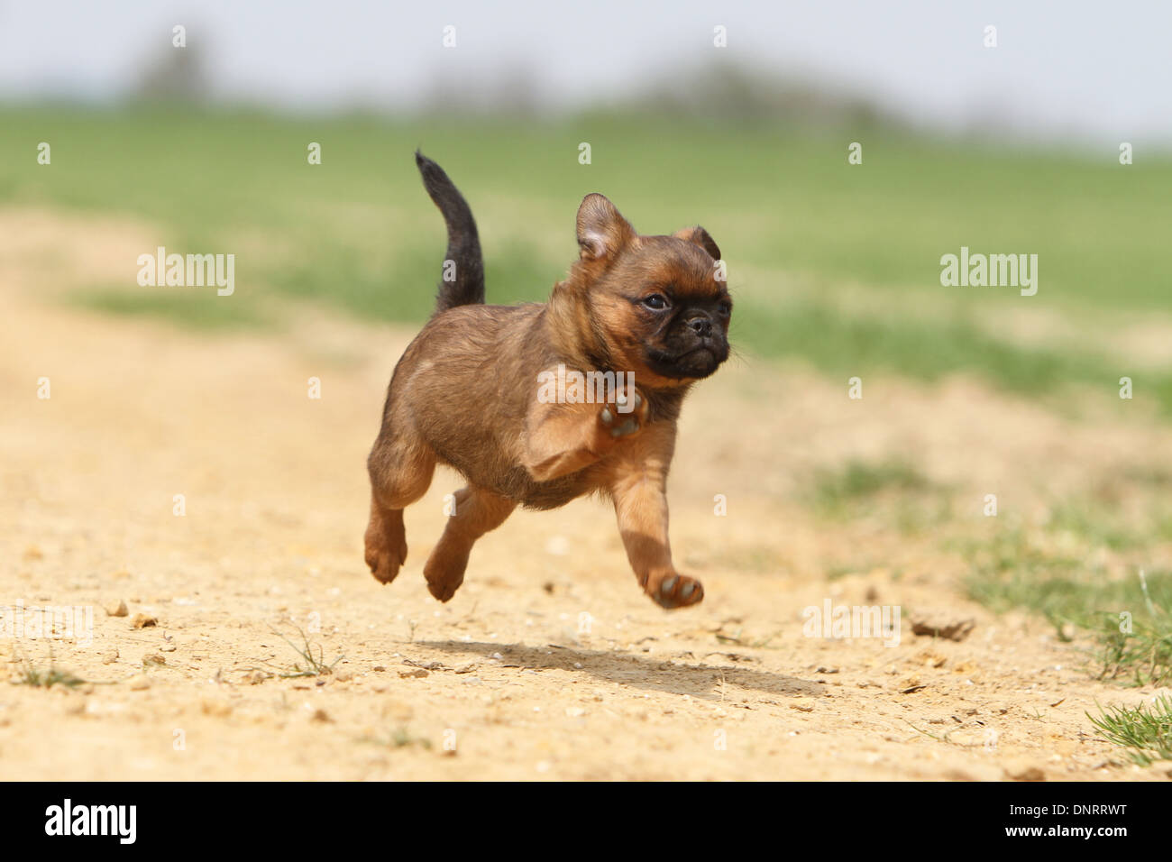 dog petit Brabancon / small Brabant Griffon/ Belgian puppy (red with a ...