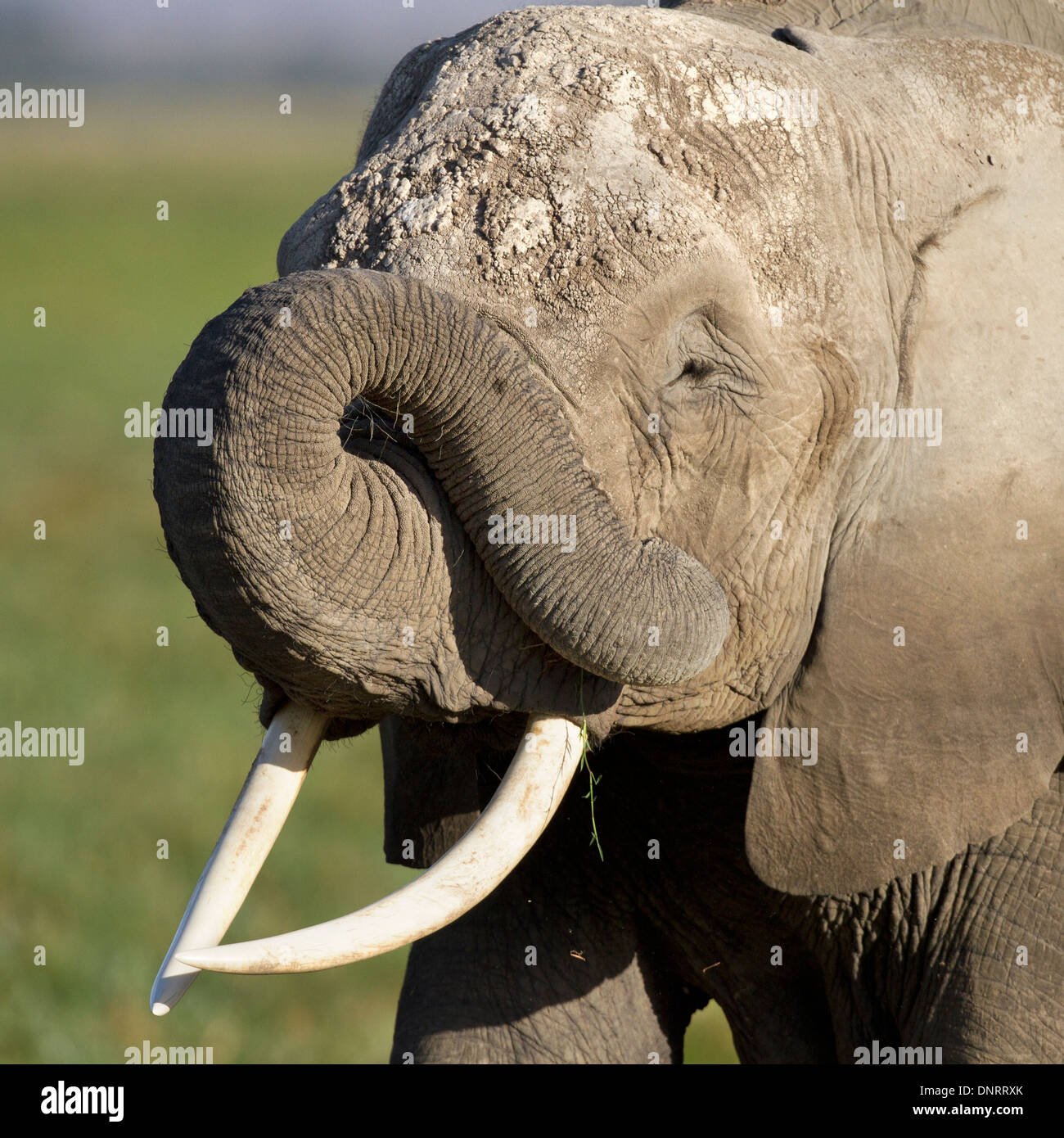 Facial contortions hi-res stock photography and images - Alamy