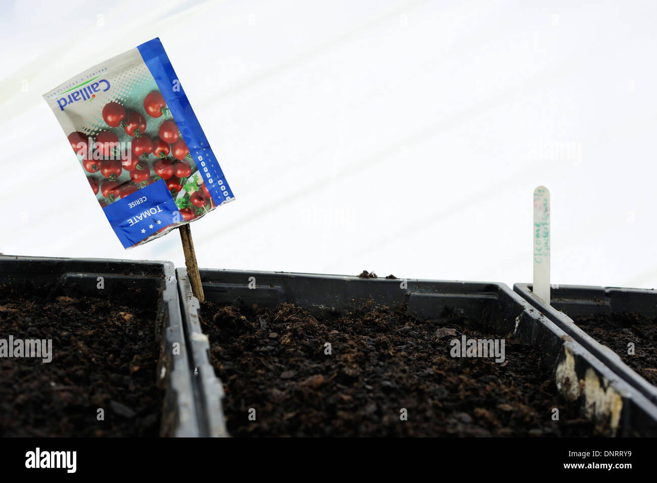 Tomato seeds planted in a plastic tray in a polytunel Stock Photo - Alamy