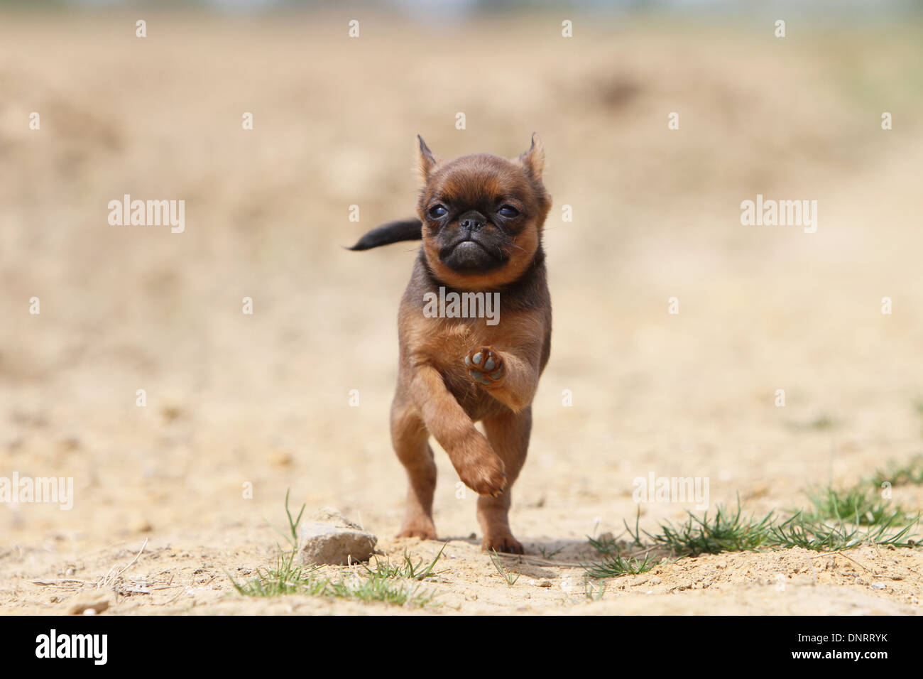 dog petit Brabancon / small Brabant Griffon/ Belgian puppy (red with a ...