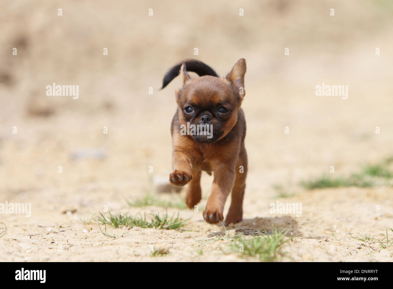 dog petit Brabancon / small Brabant Griffon/ Belgian puppy (red with a ...