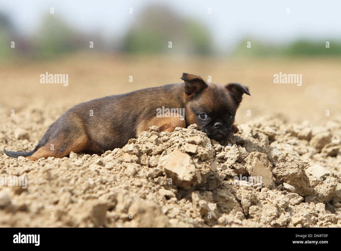 dog petit Brabancon / small Brabant Griffon/ Belgian puppy lying on the ...