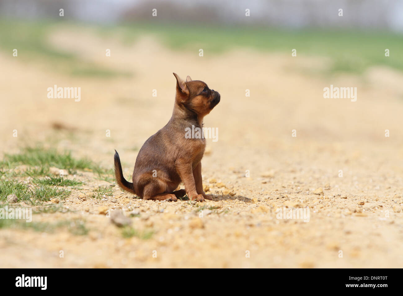 Petit brabancon hi-res stock photography and images - Alamy